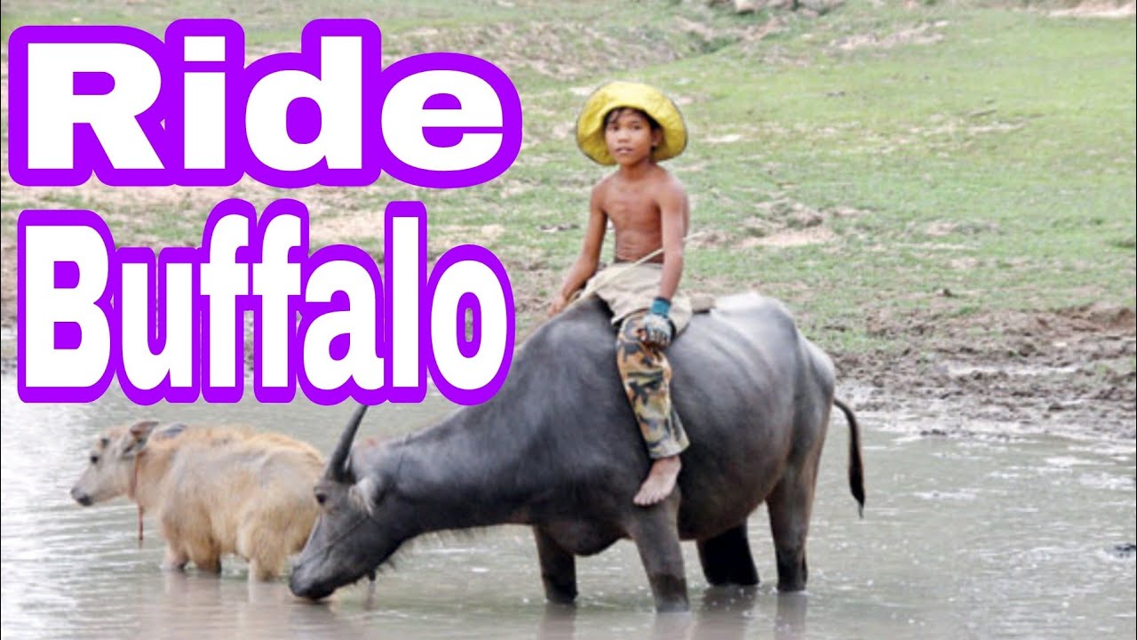 Sleeping buffalo - YouTube