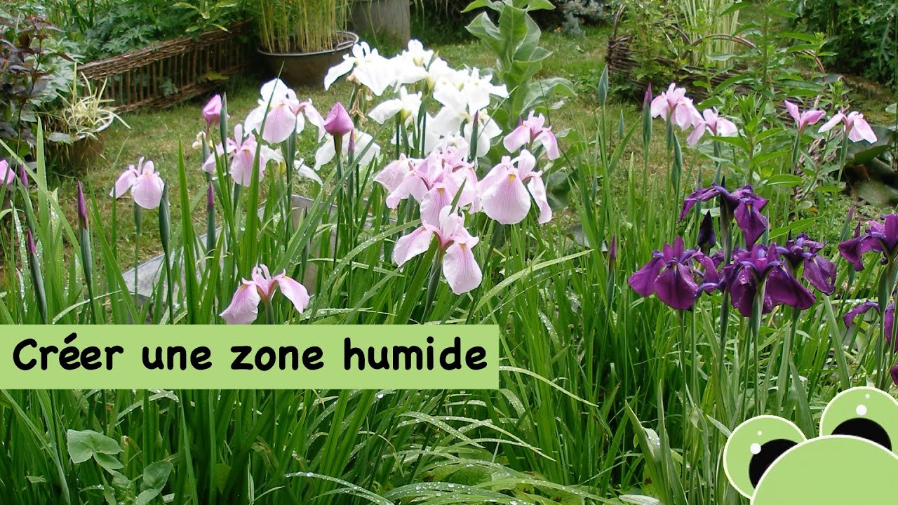 La création d'une zone humide - YouTube