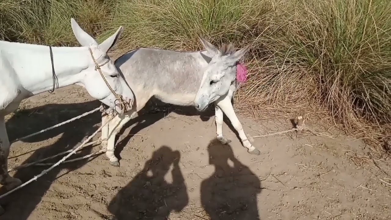 "The Art and Science of Donkey Breeding" - YouTube