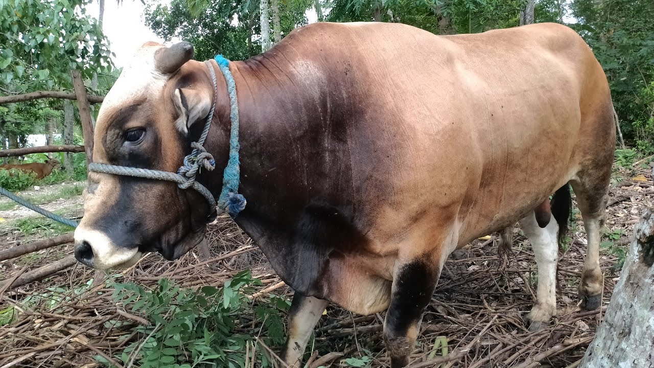 Panen Sapi Potong - YouTube