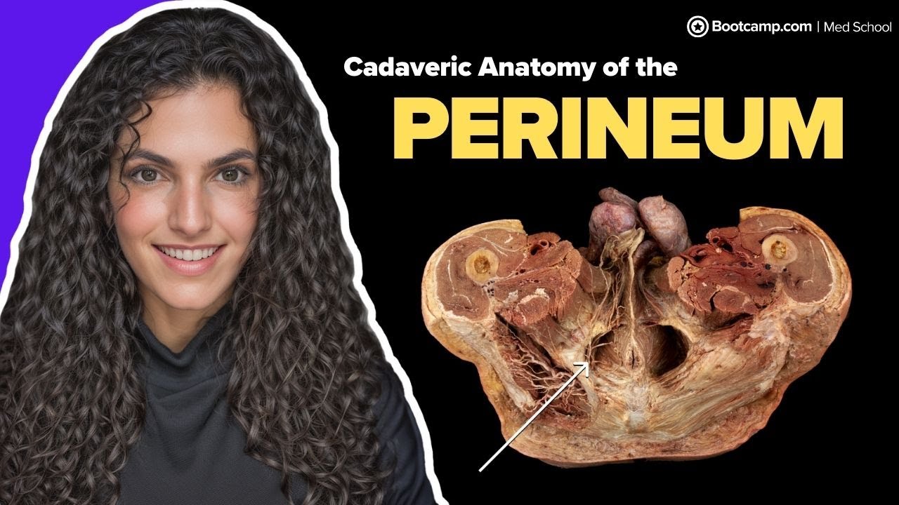 Anatomy of the Perineum | Can you identify this structure? | Med School ...