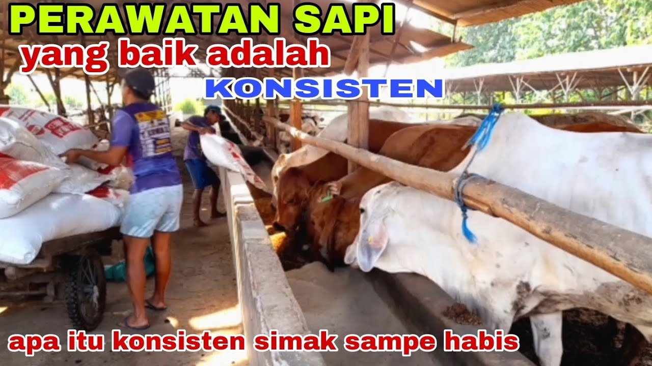 #sapijumbo PERAWATAN SAPI YANG BAIK ITU KONSISTEN #sapiimport #sapilucu ...