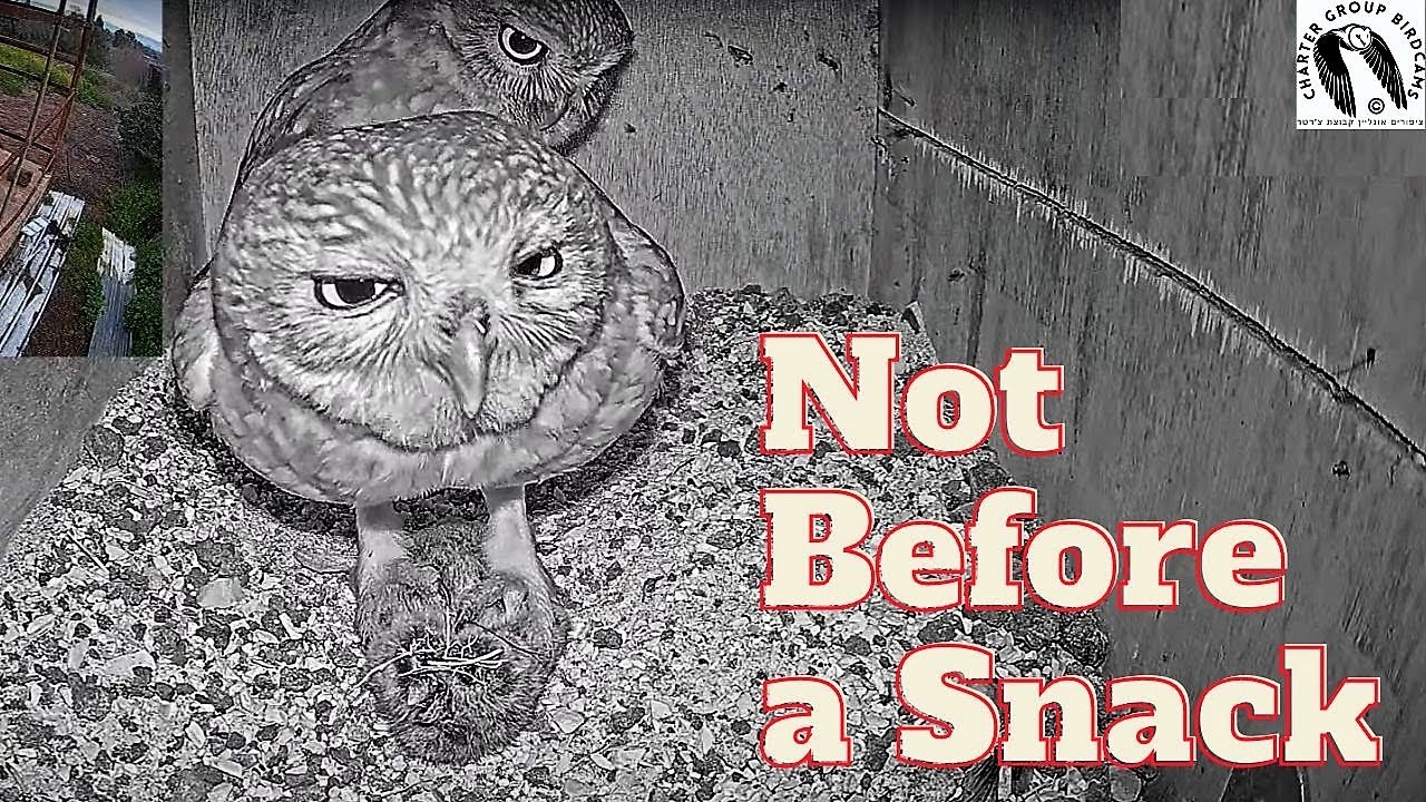 Funny Little Owl Moment: Male Owl Shares Voles with Mate... But Not ...
