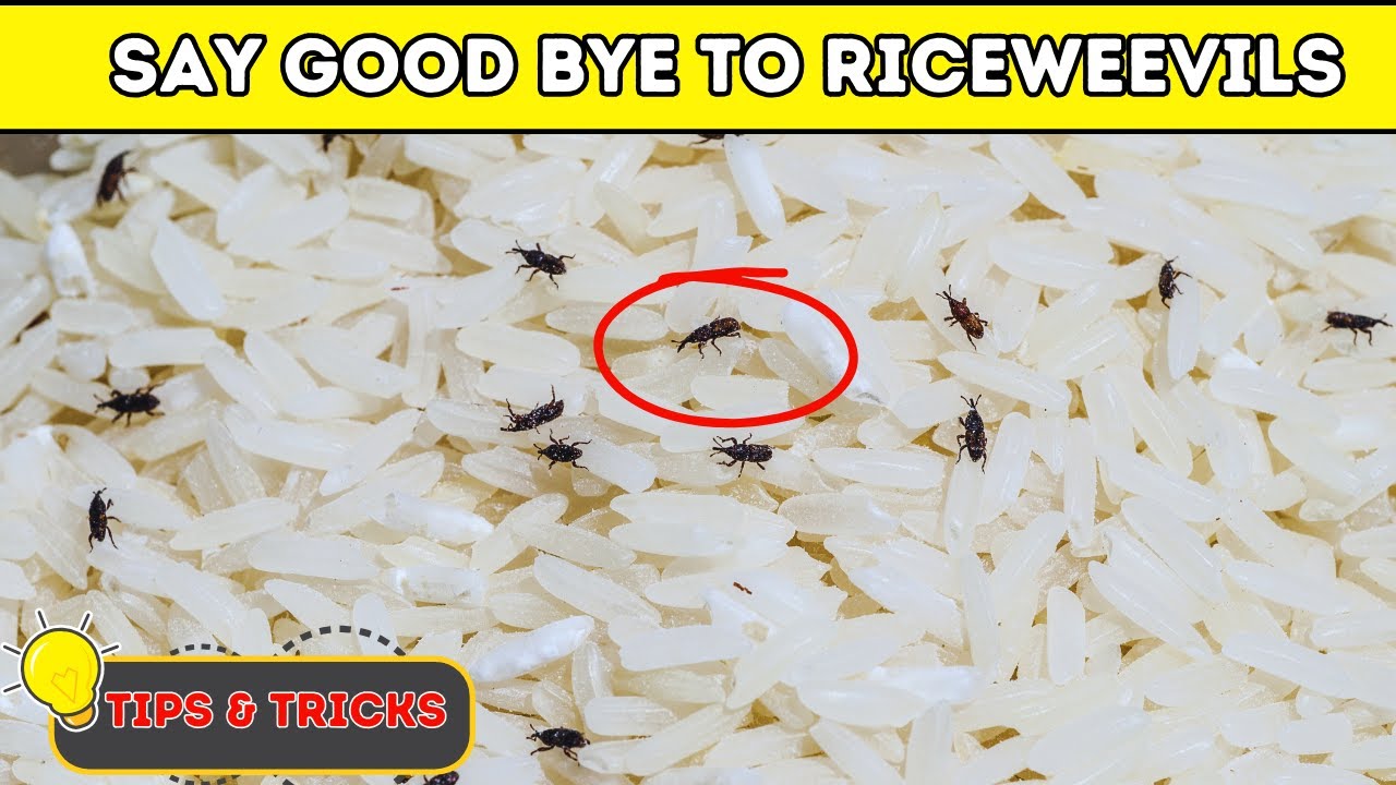 How to Get Rid of Rice Weevils - Super Effective Solutions - YouTube