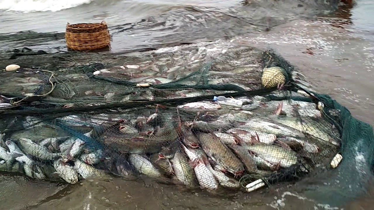 pukat darat lhokseumawe menangkap ikan bagok(seludu) hingga mencapai 3 ...