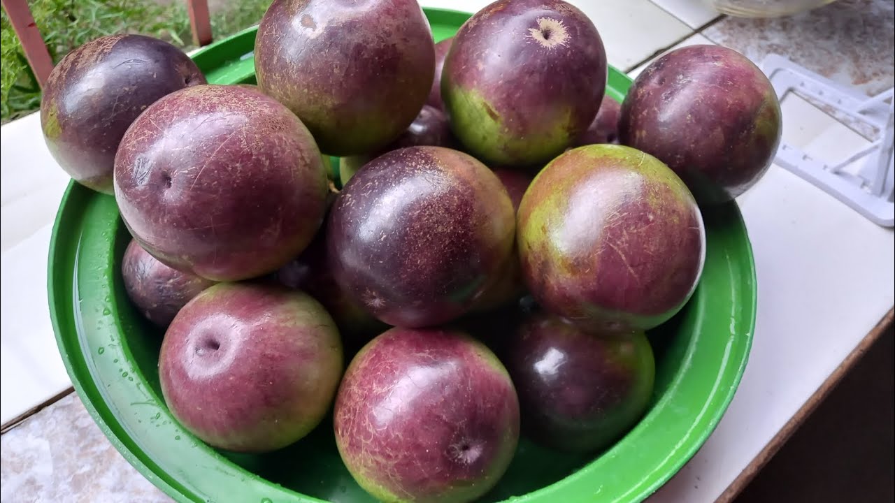 KAIMITO Bagong Harvest |The BEST na gawin sa Kaimito para lalong ...