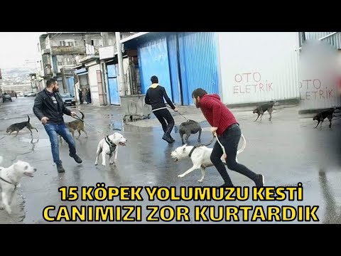 KÖPEKLER İLE SOKAK KÖPEKLERİNİN ALANINA GİRERSENİZ NE OLUR ?