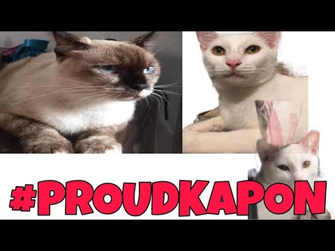 KAPON ANG SOLUSYON| Cat spayed| Philippines - YouTube