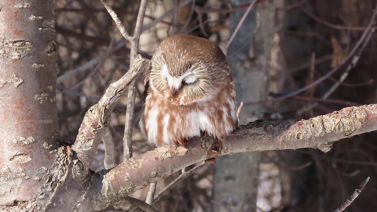 Northern Saw-whet Owl at Hartley Park - YouTube