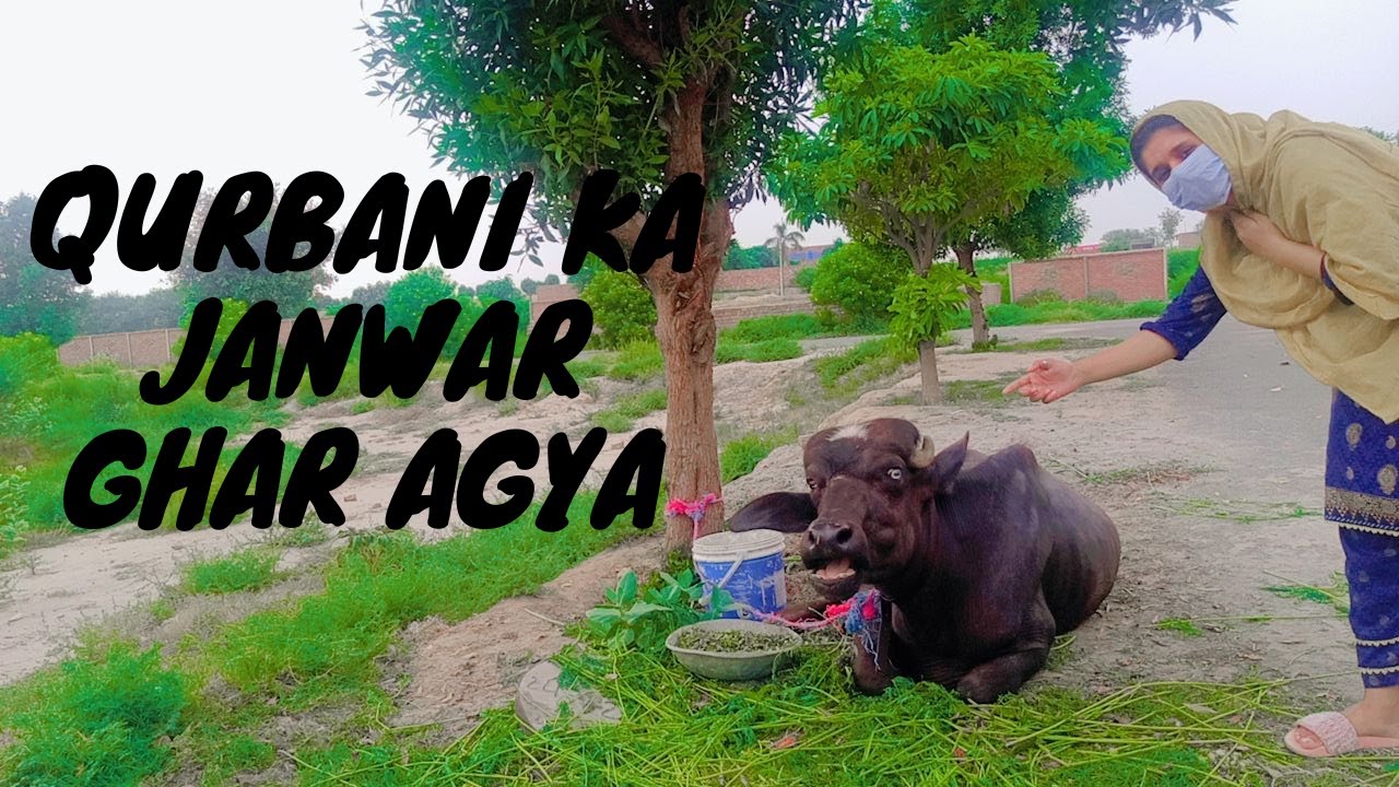 Qurbani Ka Janwar Ghar Agya 😍| Janwar ny Bohot Tang kiya aj | - YouTube
