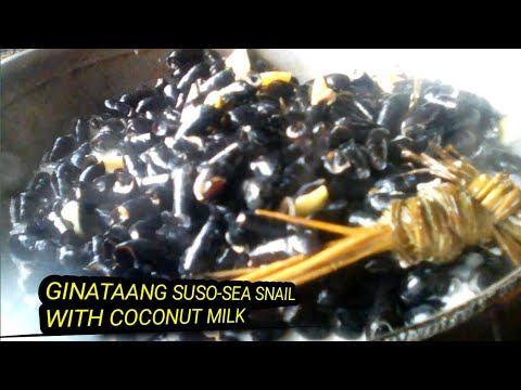 SEA SNAIL WITH COCONUT MILK -GINATAANG SUSO RECIPE 2020 - YouTube