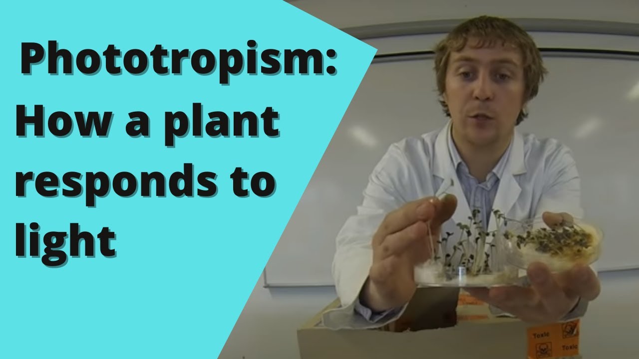 Phototropism: To Show the Growth Response of a Plant to Light - YouTube