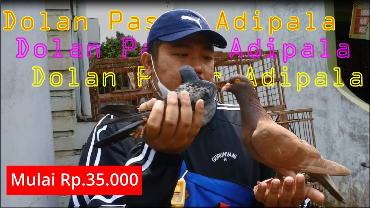 Harga Merpati Pasar Pon atau Pasar Adipala - YouTube