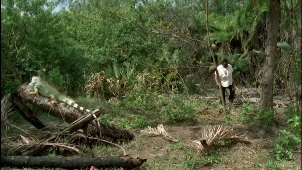 A Pongo-Pongo sziget - YouTube