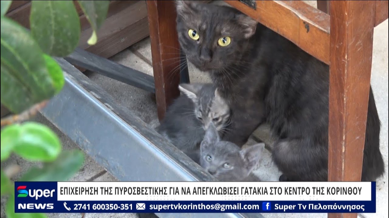 ΕΠΙΧΕΙΡΗΣΗ ΤΗΣ ΠΥΡΟΣΒΕΣΤΙΚΗΣ ΓΙΑ ΝΑ ΑΠΕΓΚΛΩΒΙΣΕΙ ΓΑΤΑΚΙΑ ΣΤΟ ΚΕΝΤΡΟ ΤΗΣ ...