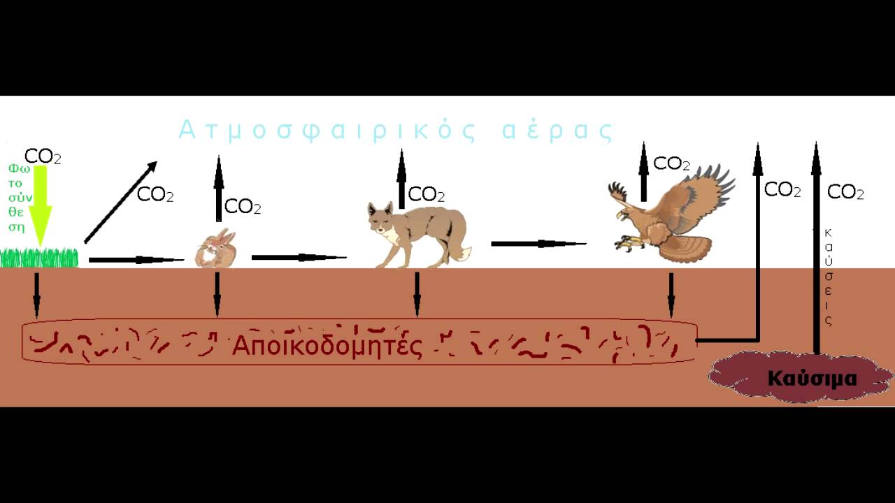 Ο κύκλος του άνθρακα - YouTube