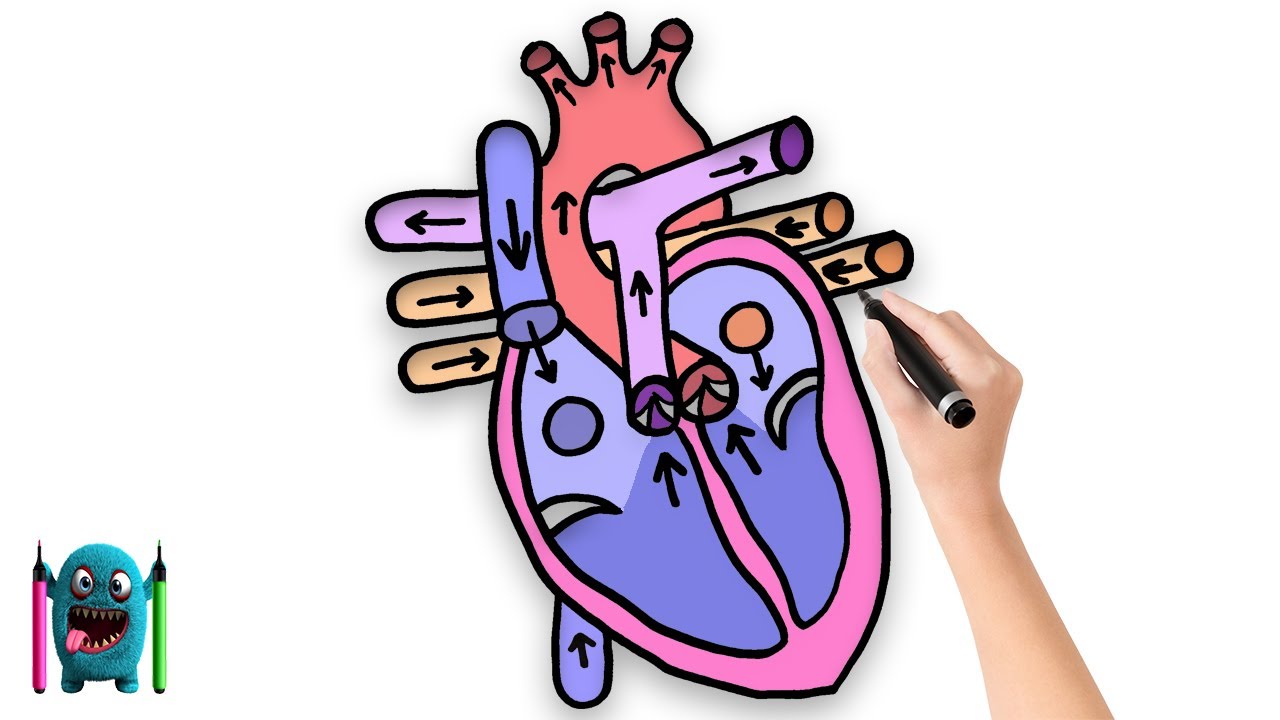 İnsan Kalbi Çizimi - How to Draw a Human Heart - YouTube