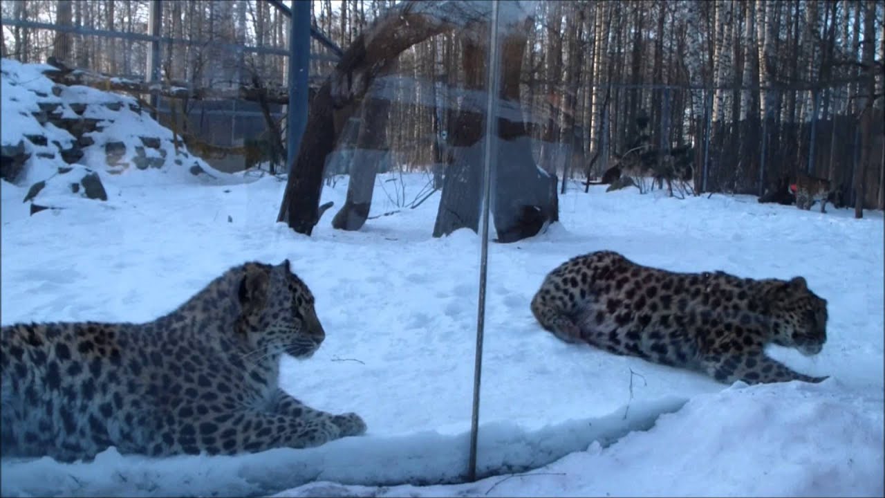 11-kuused amuuri leopardid Akra, Vlada ja Freya/11 month old Amur ...