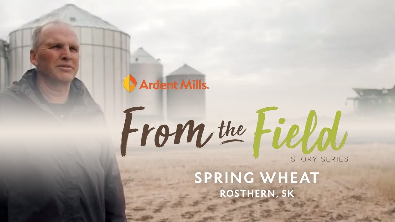 From the Field: Spring Wheat Harvest - Rosthern, SK - YouTube