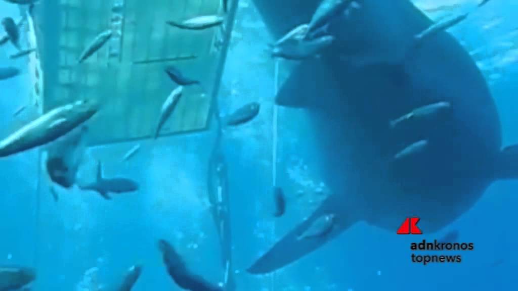 'Deep Blue', il più grande squalo mai filmato... - YouTube