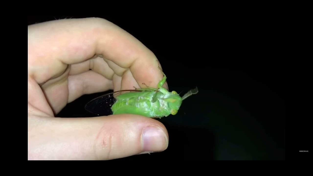 Green Cicada Screaming :) - YouTube
