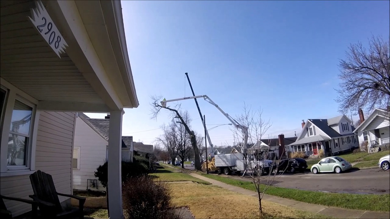 Huge Maple Tree Being Cut Down (Part 2) - YouTube