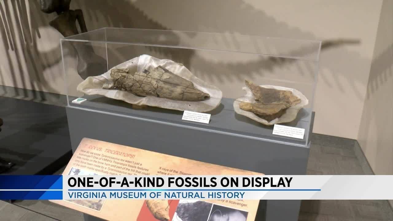 Fossils on Display - YouTube