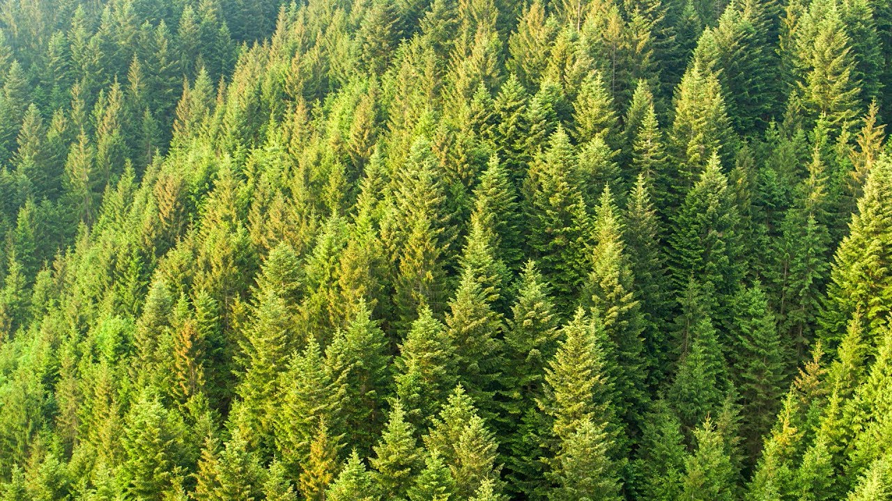 Fir trees from above | Aerial (4K) - YouTube