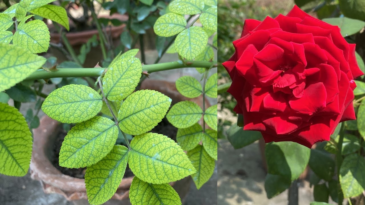 Don't Ignore this in Rose Plant | Rose plant seven leaves , sucker ...