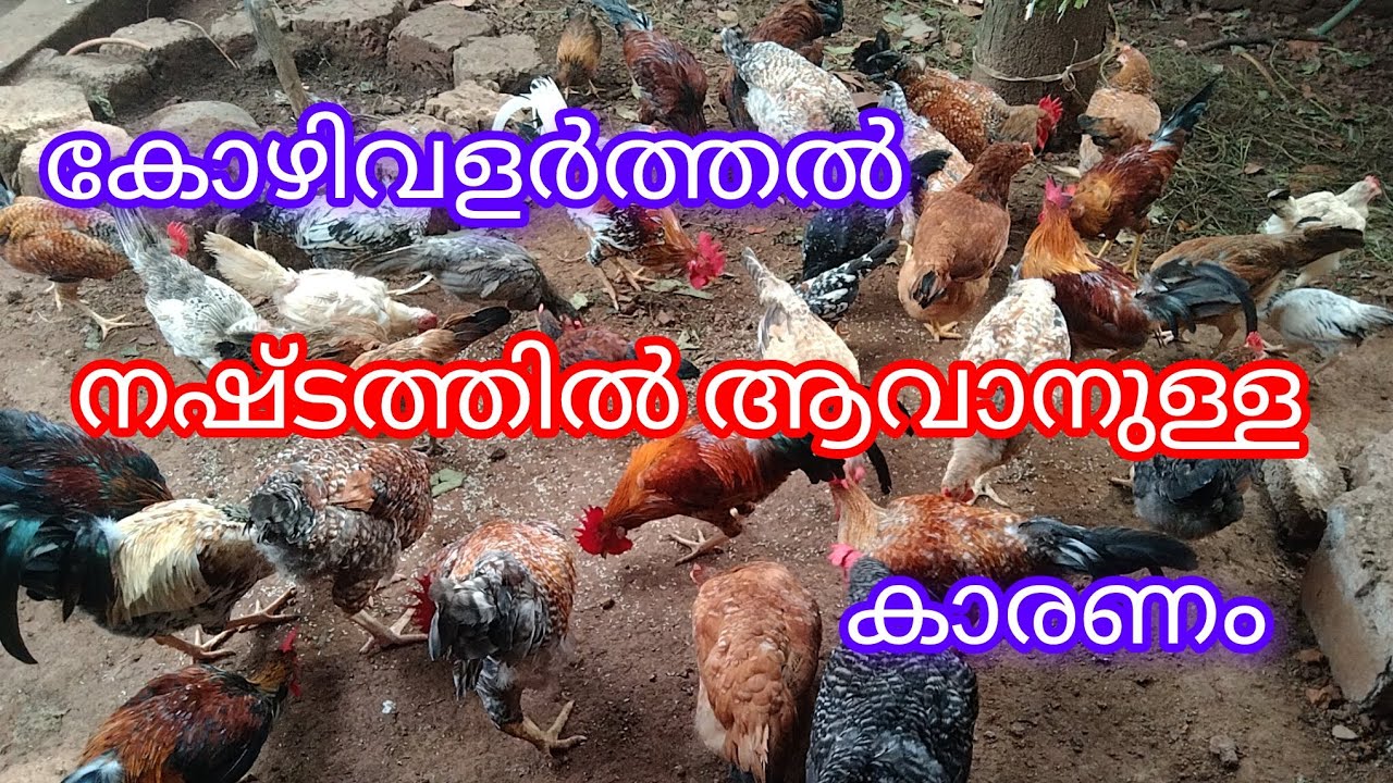 കോഴികളെ ഇത്പോലെ വളർത്തി നോക്കൂ 👍👍#kozhivalarthal#trendingvediose - YouTube