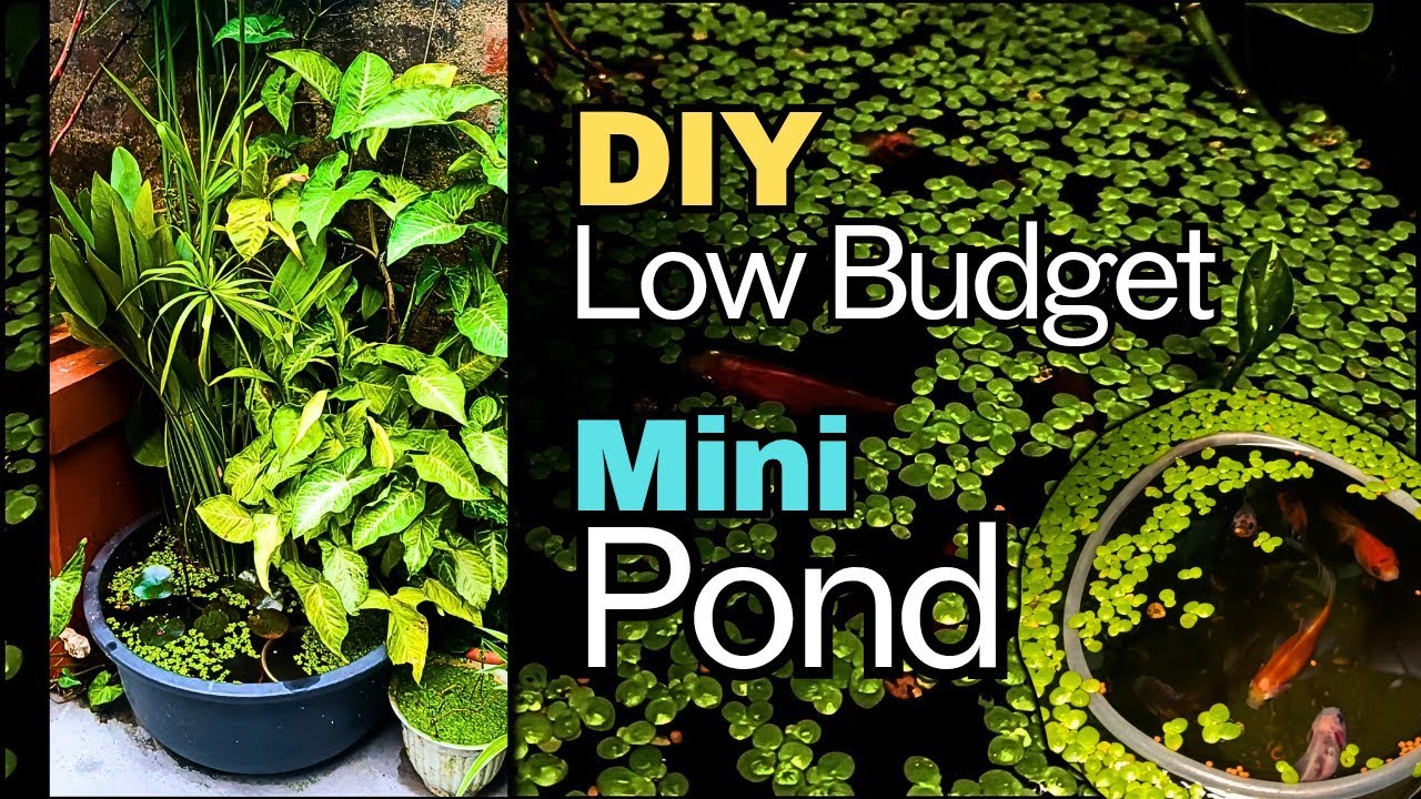 DIY Low Budget Mini Planted Pond Step by Step tutorial | Pond FOR Fish ...