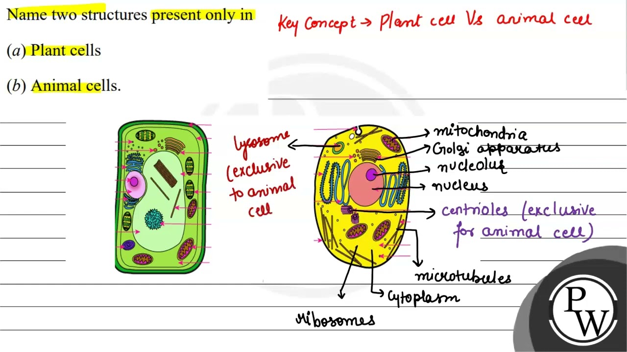 Plant Cell Without Names