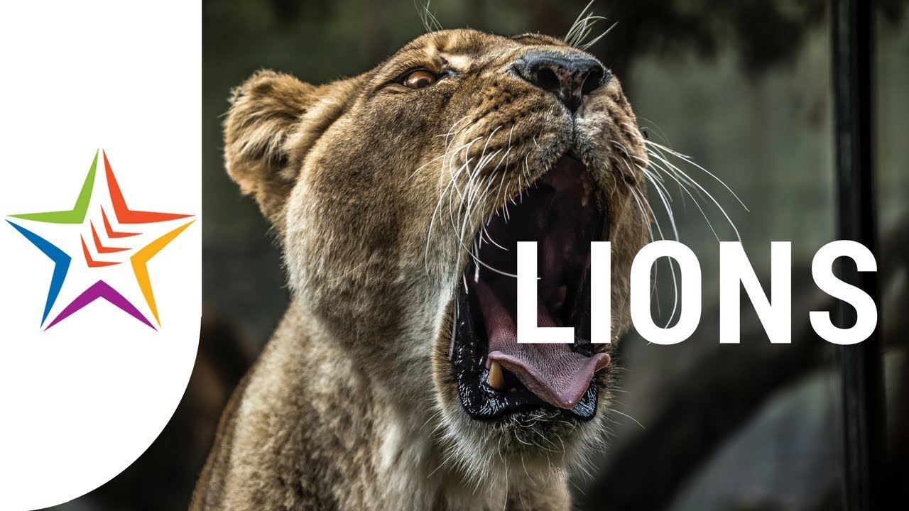 Lion Sounds - YouTube