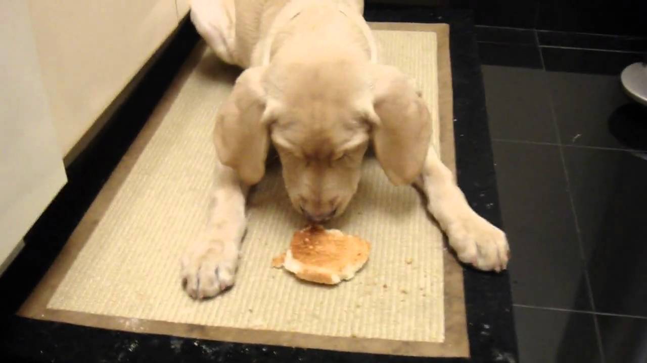 Leo eating toast - YouTube