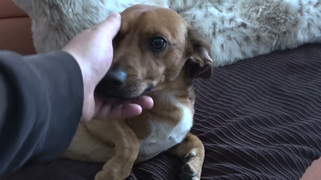 Funniest & Cutest German Dackel Videos - Puppy 9 - YouTube