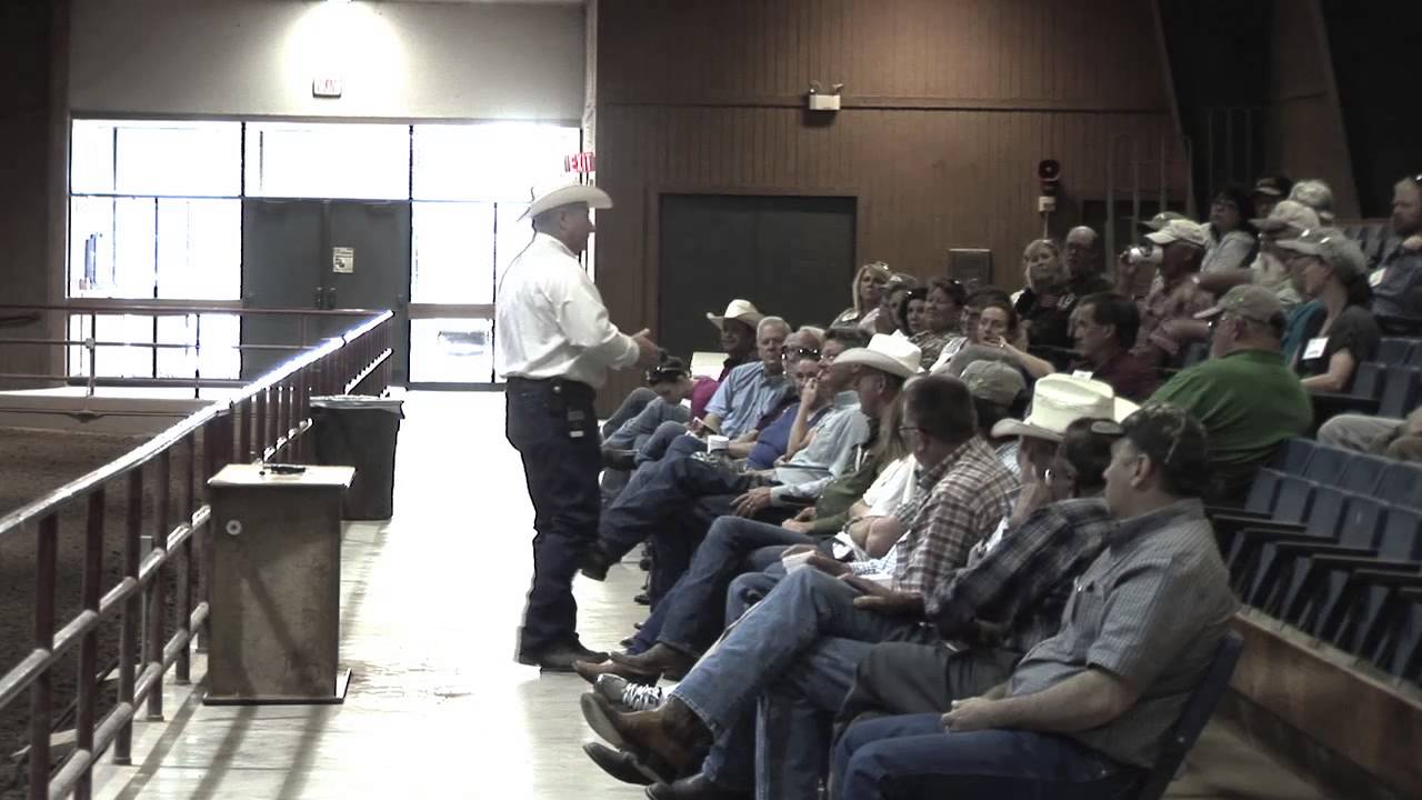 Gentle Cattle Handling Pt1 - YouTube