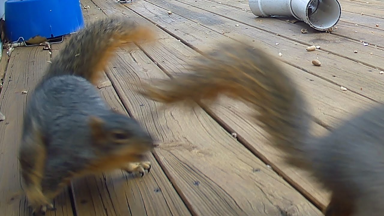 Mean Mean Squirrel - YouTube