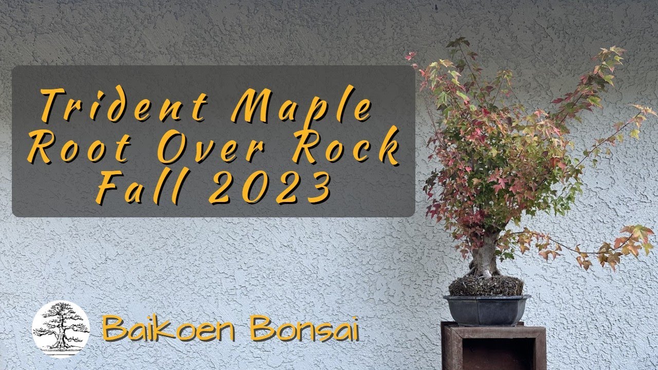Trident Maple Root Over Rock - Fall Update 2023 - Bonsai Technique ...