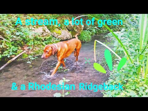 At the stream with our Rhodesian Ridgeback, Austria, August 2024 - YouTube