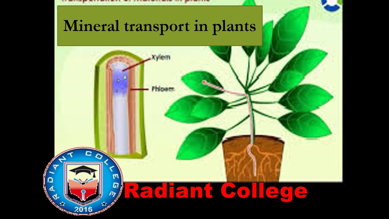BOT-402 plant physiology and ecology lec 5 mineral transport in plants ...