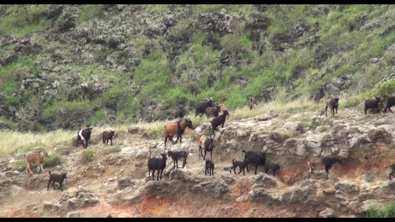 BowHunting Goats on Maui preview... - YouTube