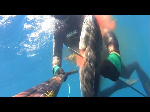 5kg Kofana-Bluefish-Yουφαίνα Spearfishing BY Cihan ATAHAN from İzmir/TURKEY (pescasub,zıpkınavı)