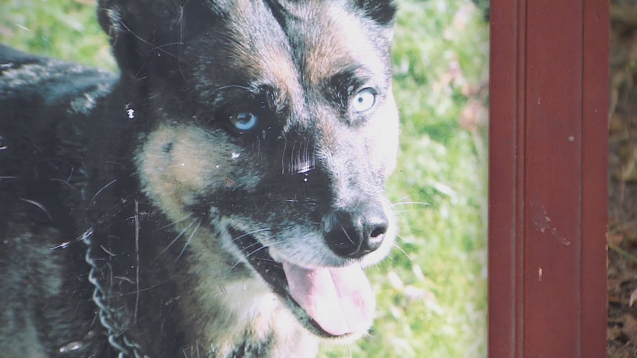 Dog run over, shot dead by police - YouTube