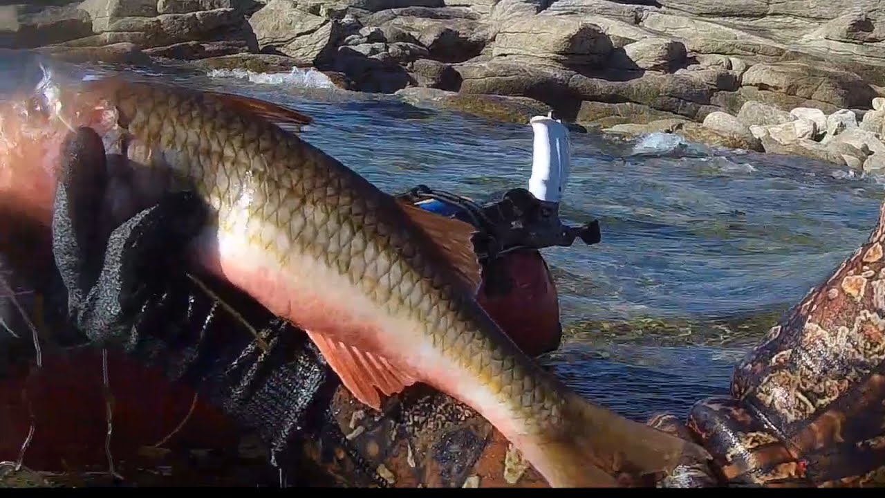 UN BEAU ROUGET( spot Guidel ) 🐟🐟 - YouTube