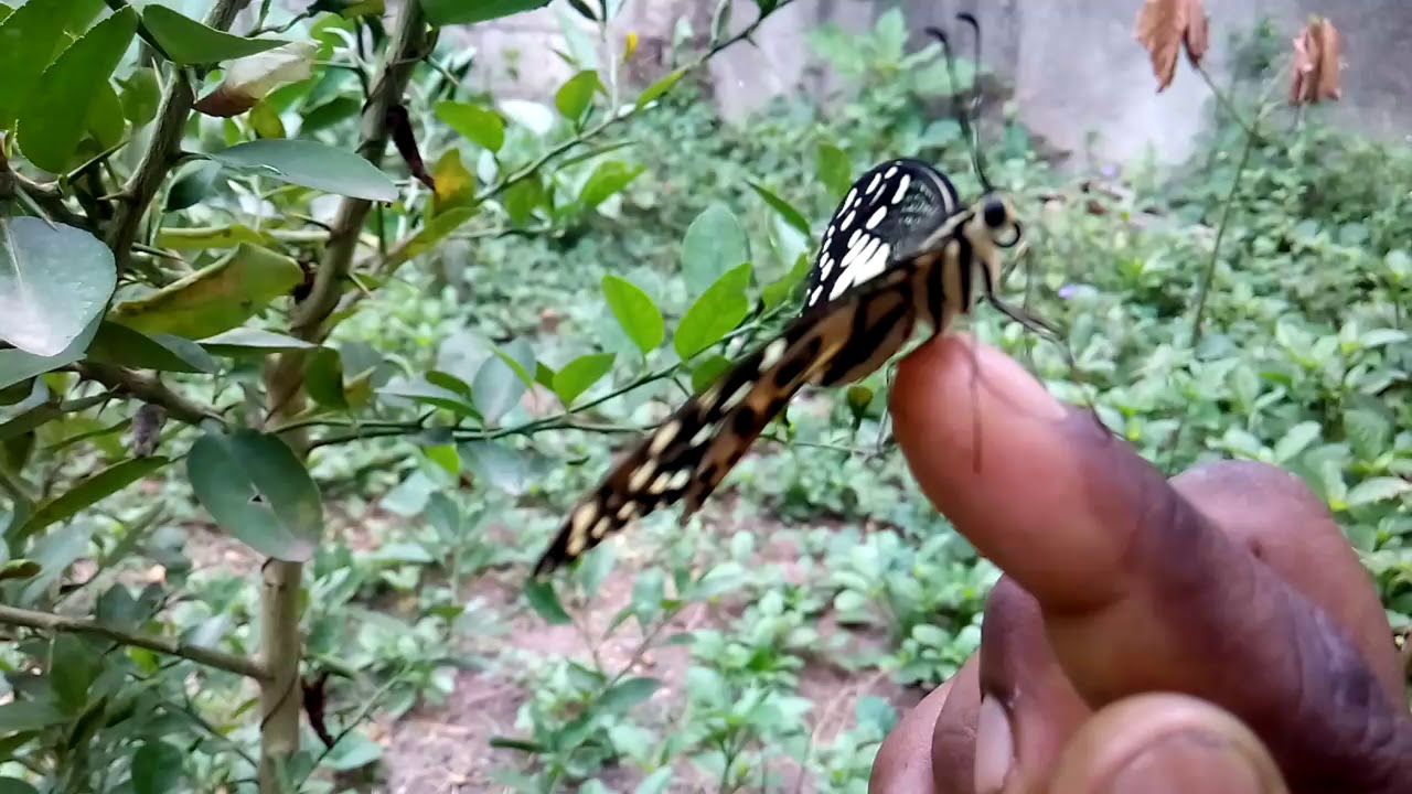 Jamaican Swallowtail butterfly - YouTube