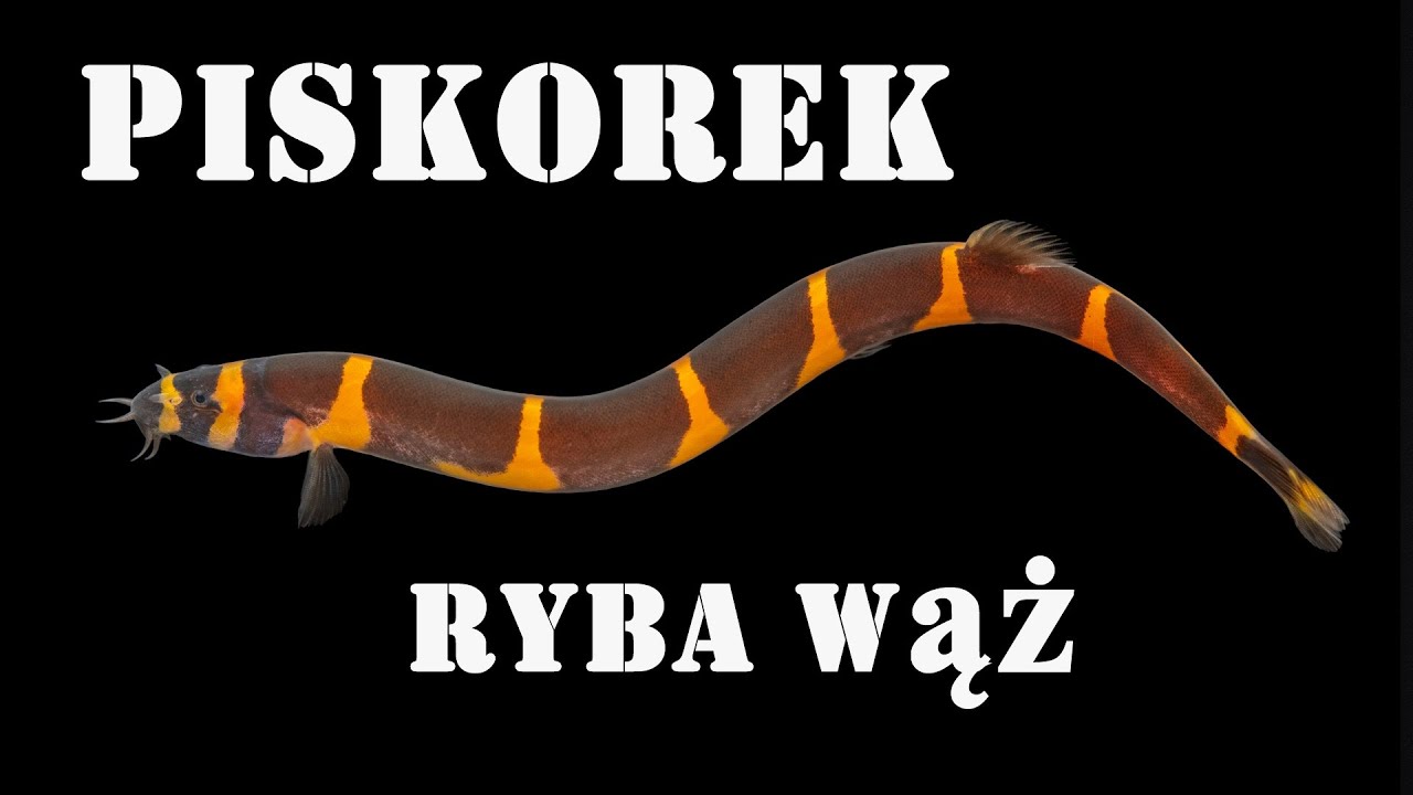 PISKOREK Kuhla - tajemnicza ryba wąż / cierniooczek - YouTube