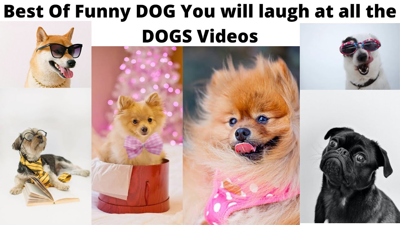 Best Of Funny DOG You will laugh at all the DOGS Videos - YouTube