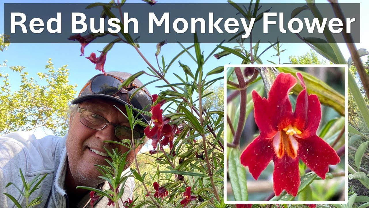 Red Bush Monkey Flower, Coto de Caza, Diplacus aurantiacus puniceus ...