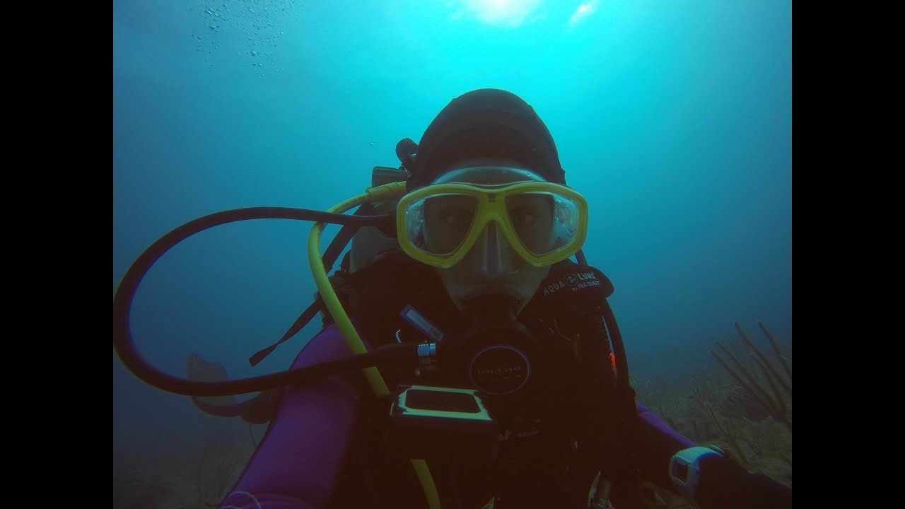 How to Count Fish :: Reef Fish Visual Census (RVC) - YouTube