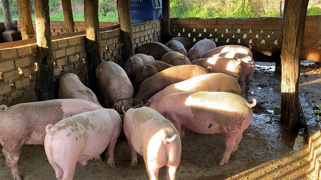 Raising and caring pigs in small farm - small business ideas - YouTube